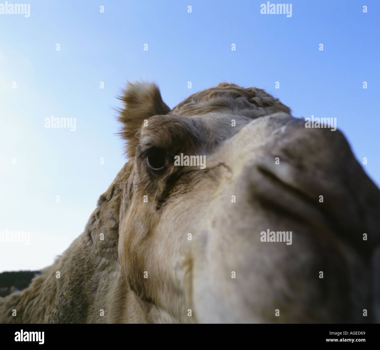 Portrait format llama hi-res stock photography and images - Alamy