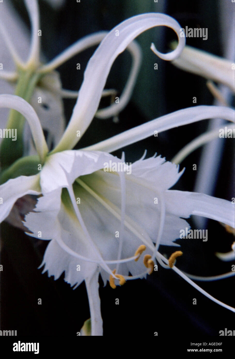 Peruvian Daffodil Stock Photo - Alamy