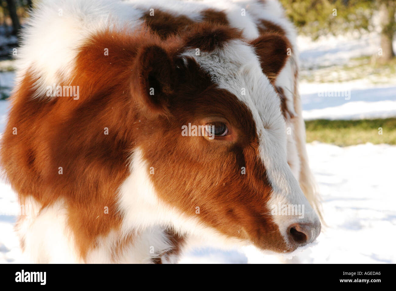 Portrait Of A Young Cow Stock Photo Alamy portrait-of-a-young-cow-stock-photo-alamy
