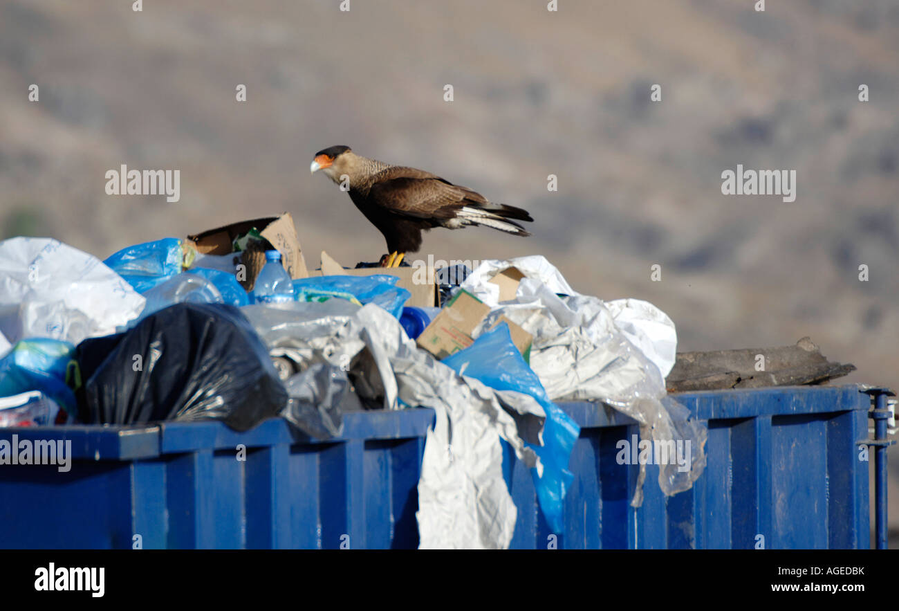 eagle on garbage bin Stock Photo - Alamy