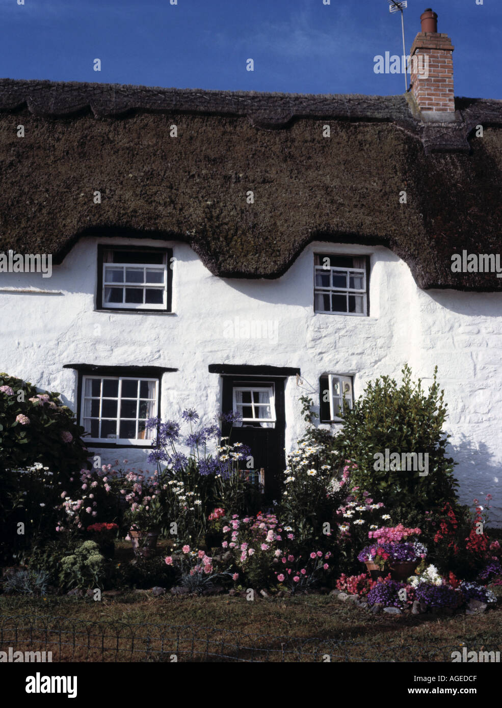 Traditional thatched roof, white-painted English cottage with pink and ...