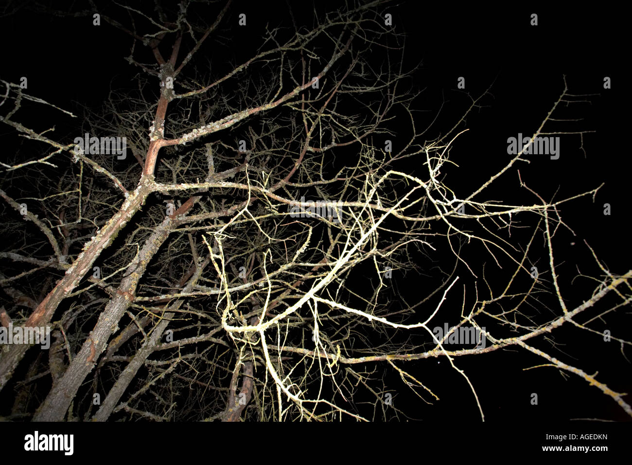 A DEAD TREE LIT WITH FLASH AGAINST A BLACK NIGHT SKY, MOODY DARK AND ...