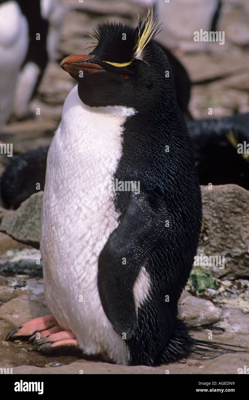 Rockhopper penguin falkland islands hi-res stock photography and images ...