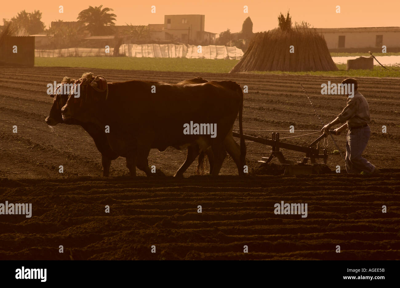 Bull pulling plow hi-res stock photography and images - Alamy