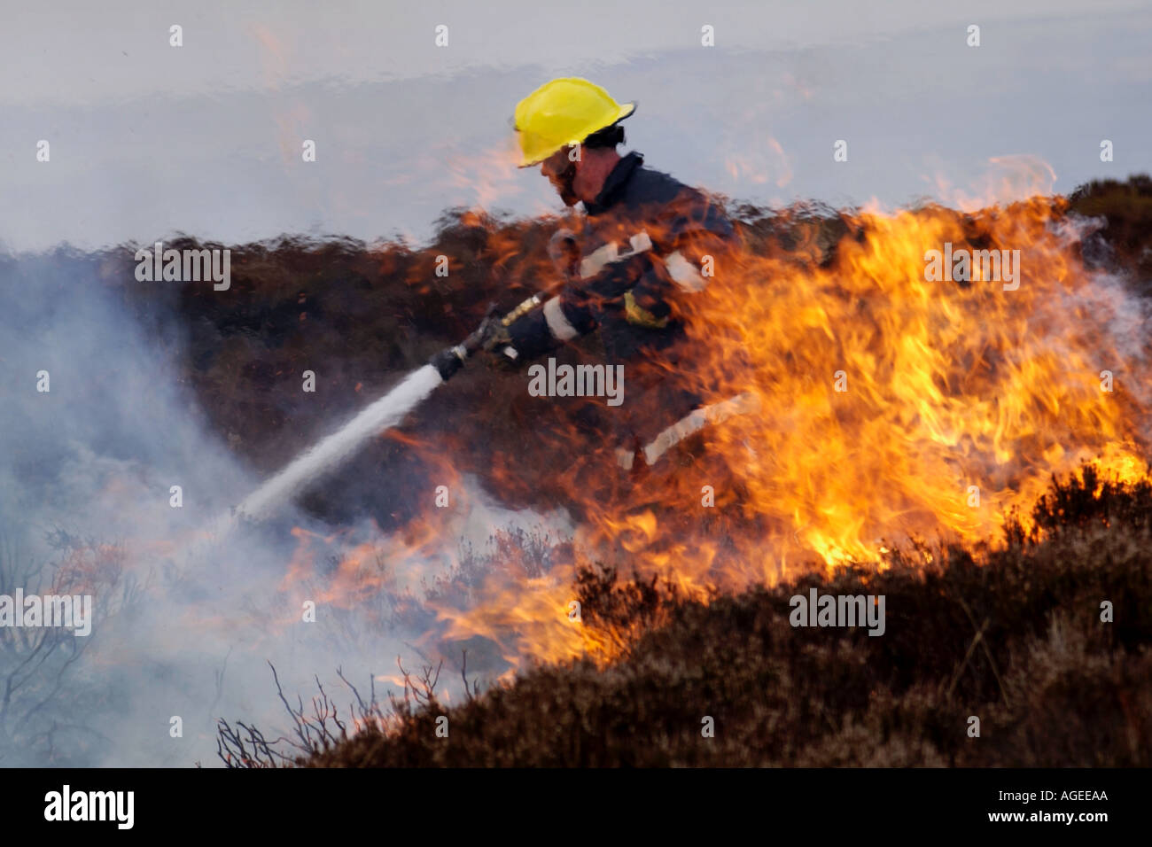 Fireman firefighter battles to control a wildfire on heather moorland ...