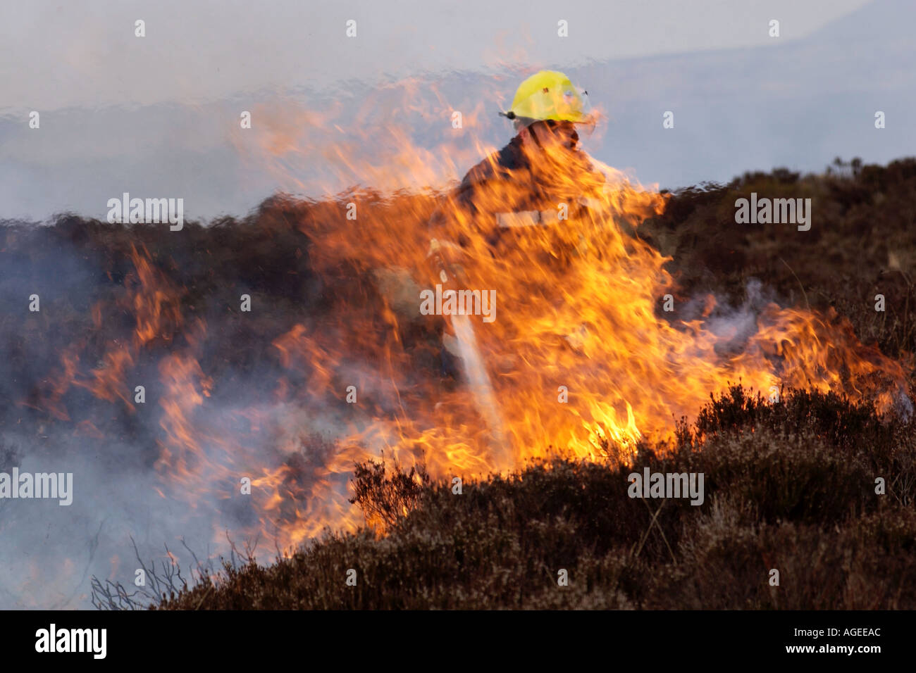 Fireman firefighter battles to control a fire on heather moorland in ...