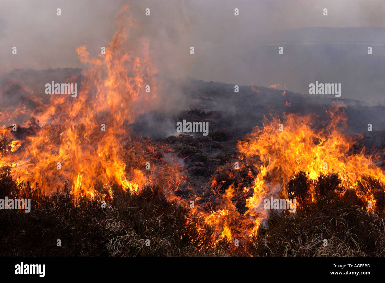 Fire on heather moorland in the Brecon Beacons National Park Blaenafon ...