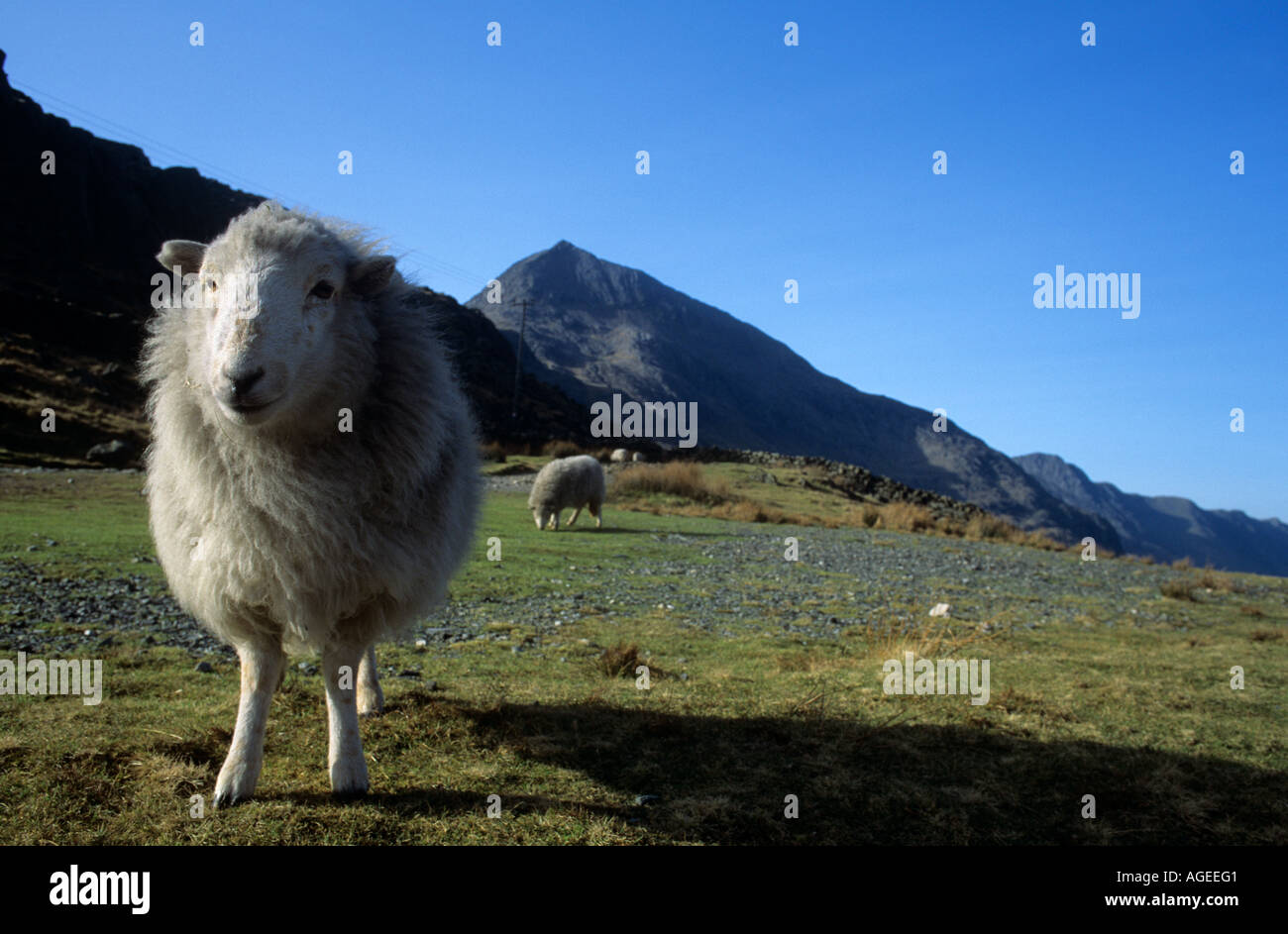 Sheep Snowdonia National Park Stock Photo - Alamy