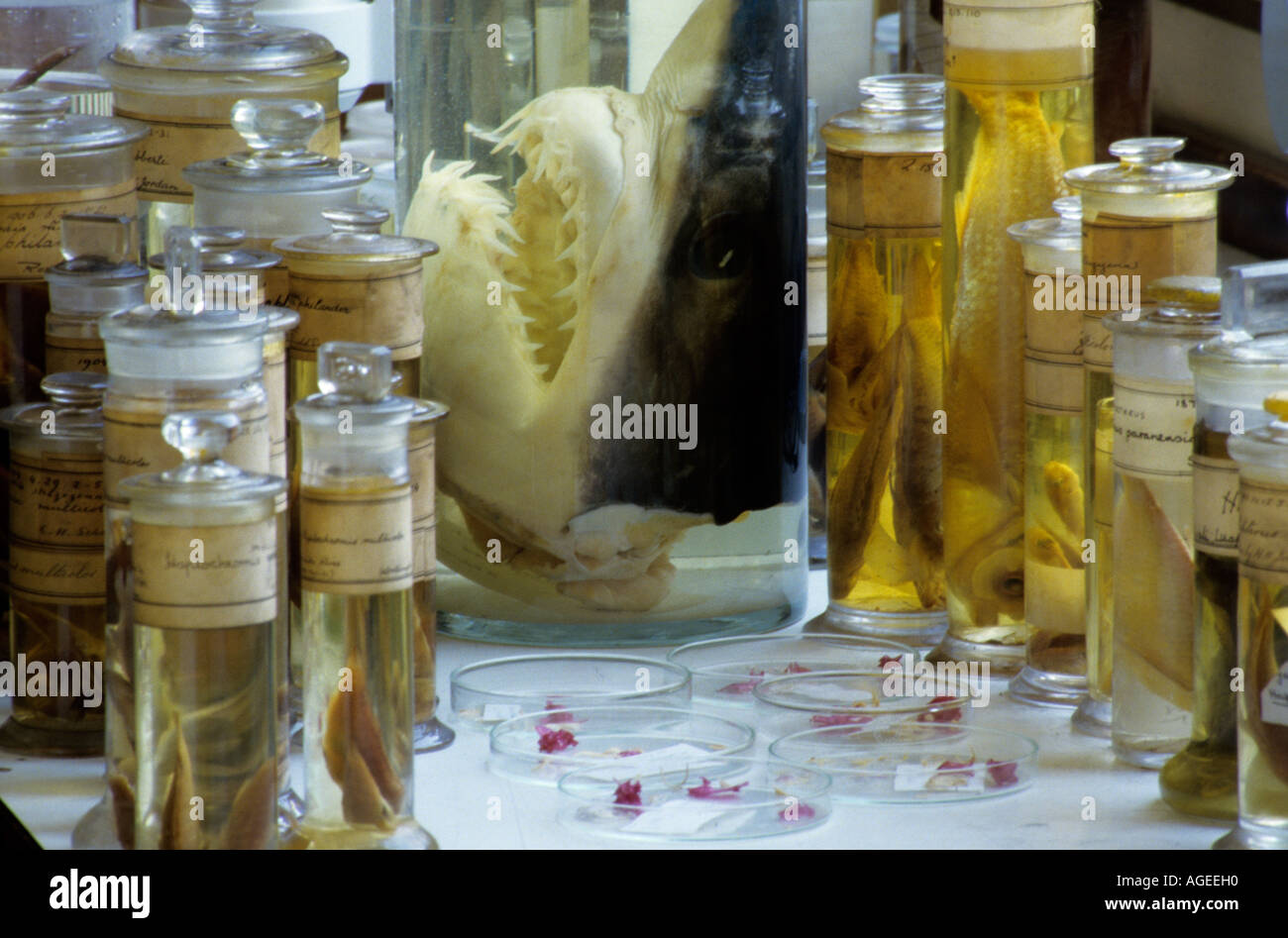 Specimens Natural History Museum, London Stock Photo - Alamy
