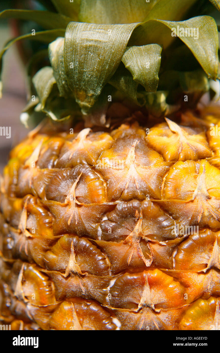 Mature pineapple hi-res stock photography and images - Alamy