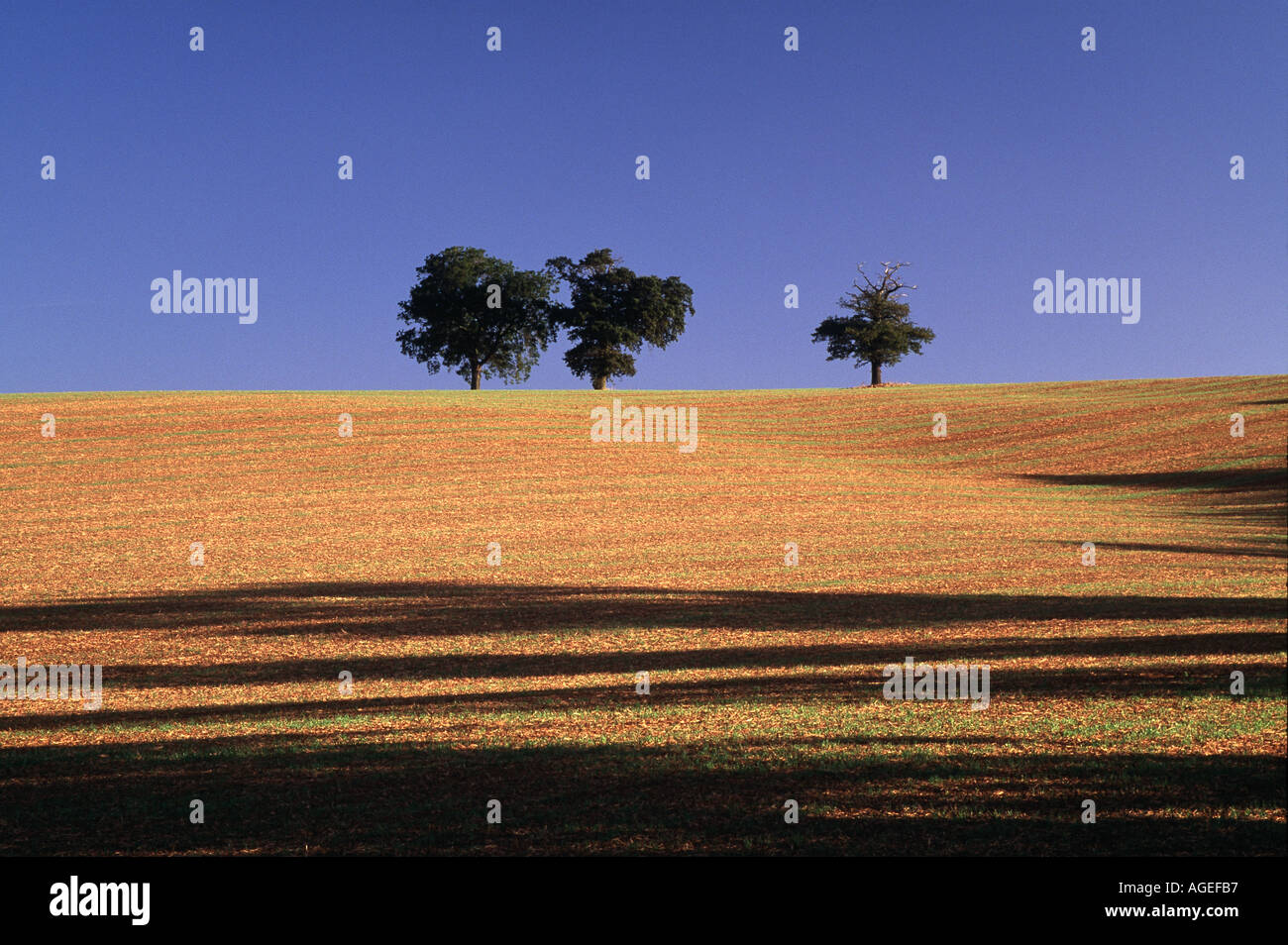Three 3 trees sit above rolling farm and with clear blue sky and golden ...