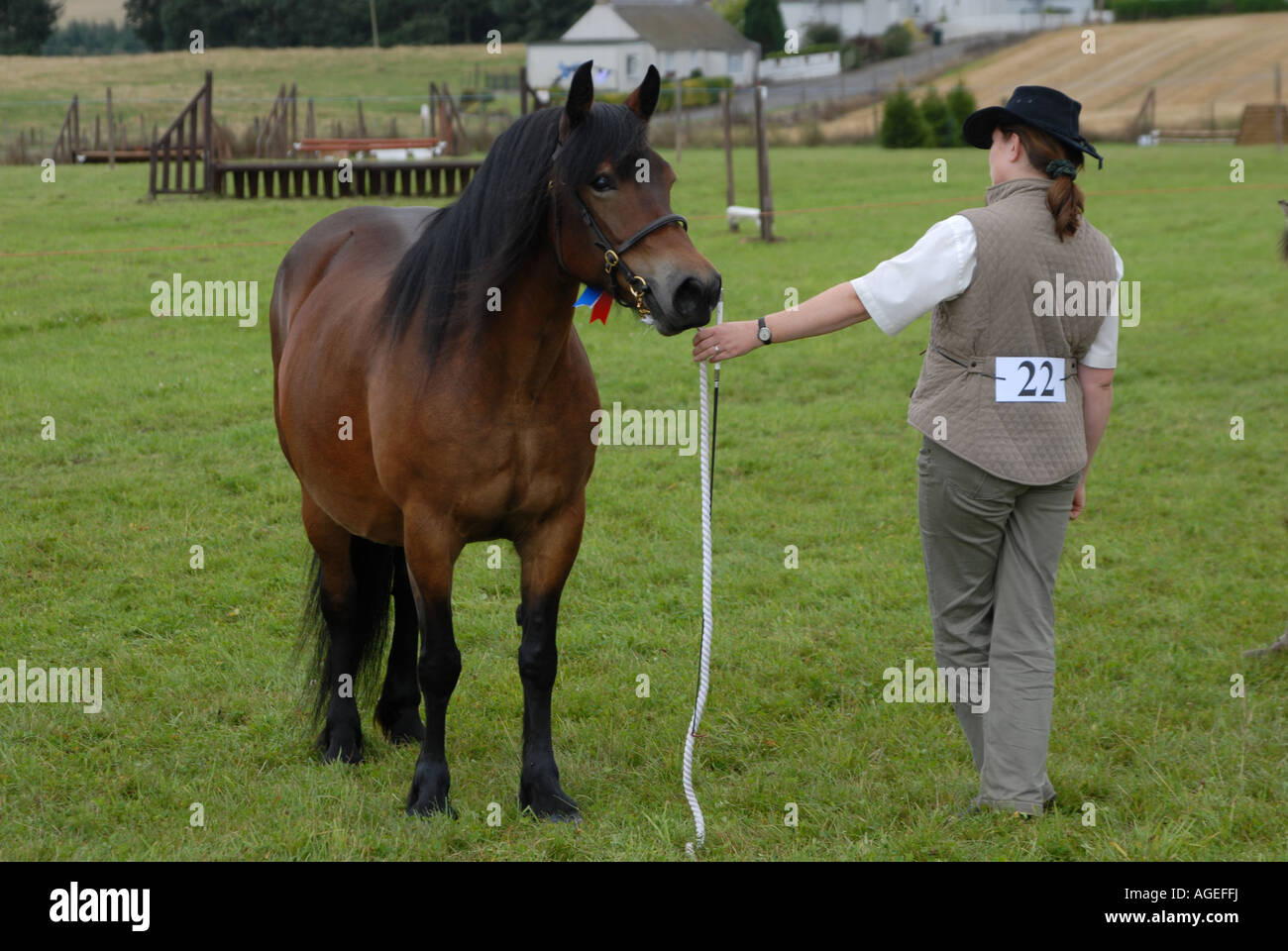 In hand showing champion Highland pony Stock Photo - Alamy