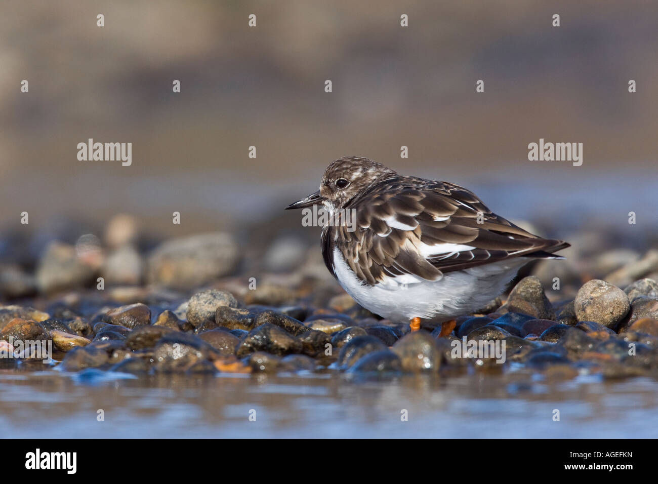 Turnstone arenaria interpres wildlife hi-res stock photography and ...