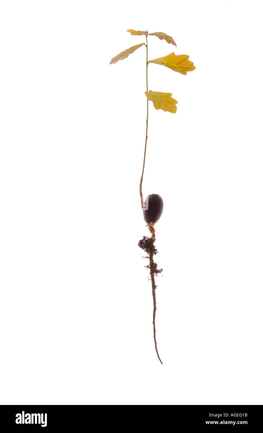 Oak tree root system hi-res stock photography and images - Alamy