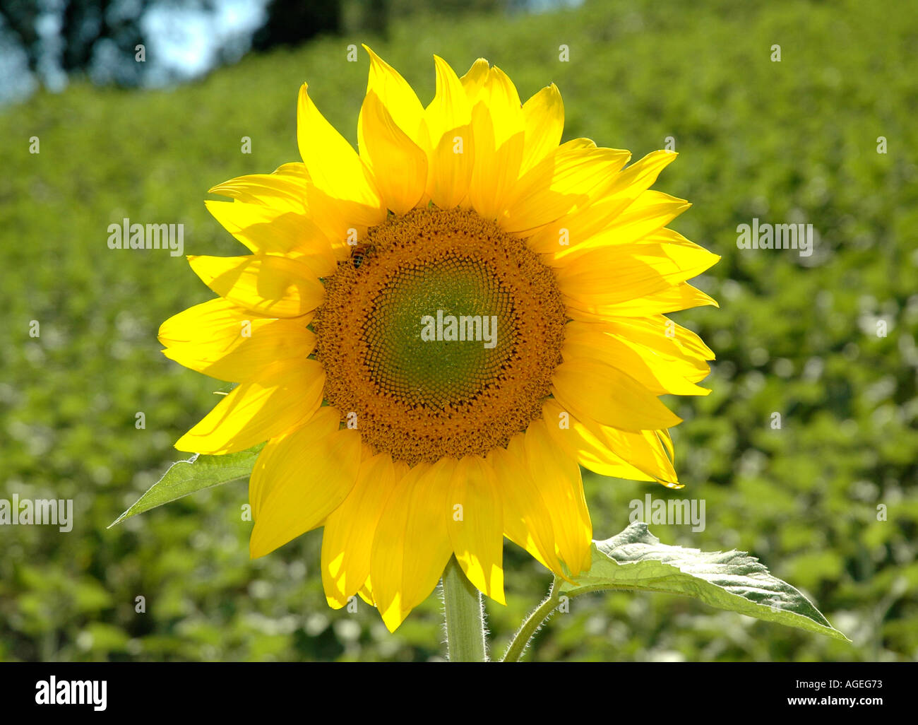 Single Sunflower head Stock Photo - Alamy