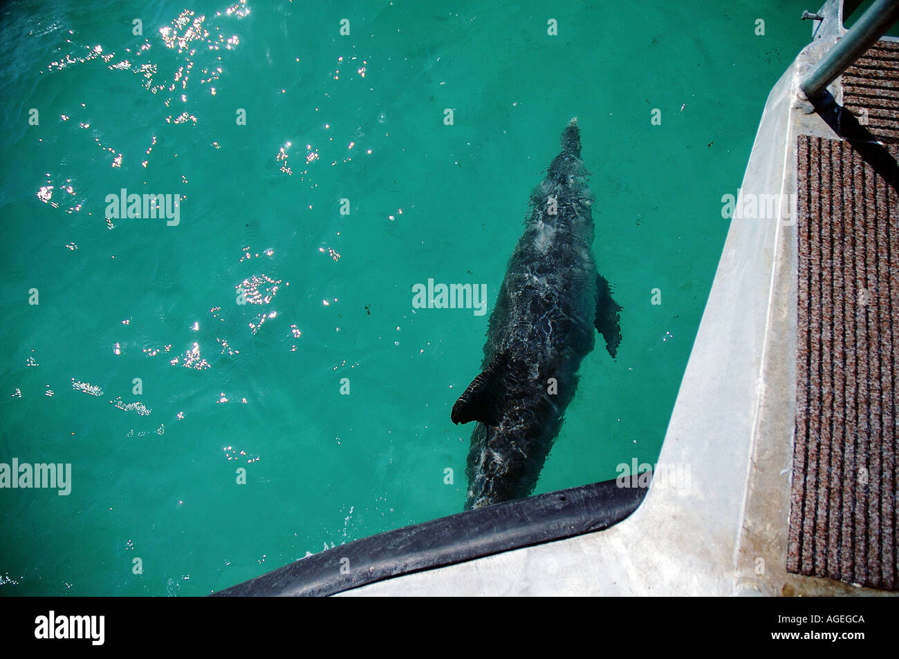 Bowriding dolphin hi-res stock photography and images - Alamy