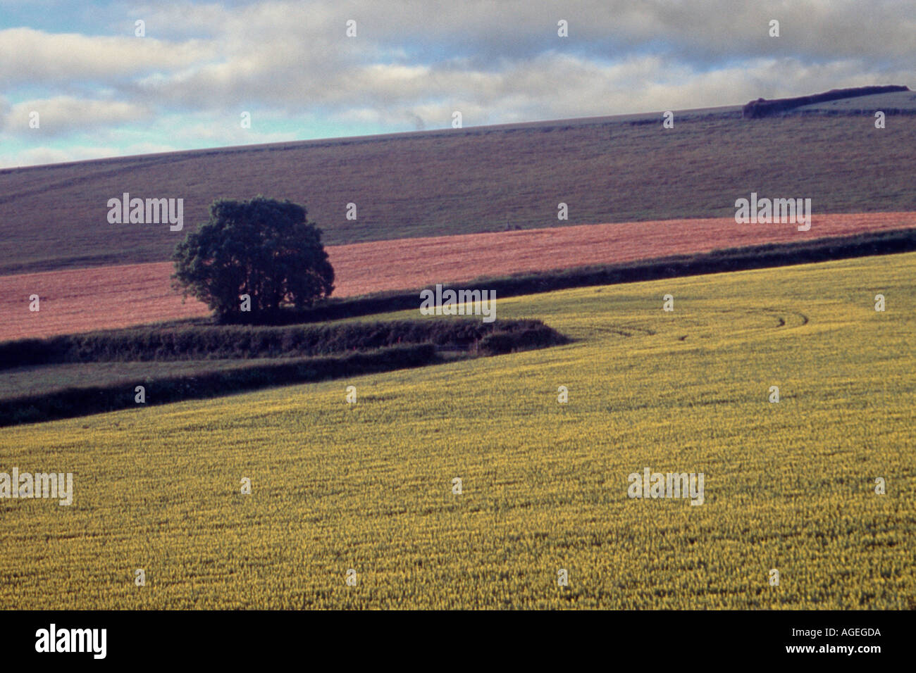 Diagonal hedges hi-res stock photography and images - Alamy