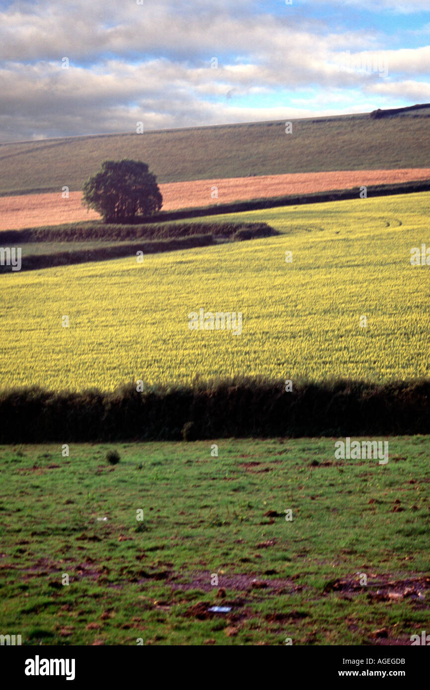Diagonal hedges hi-res stock photography and images - Alamy