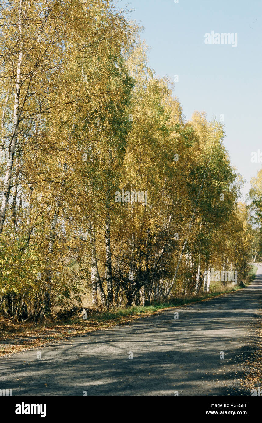 Road with yellow trees Stock Photo - Alamy