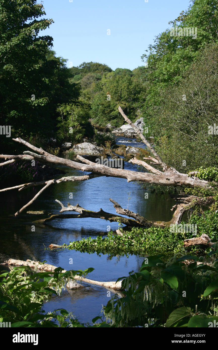 feeled trees reaching across Cong River, Cong, County Mayo, Republic of ...