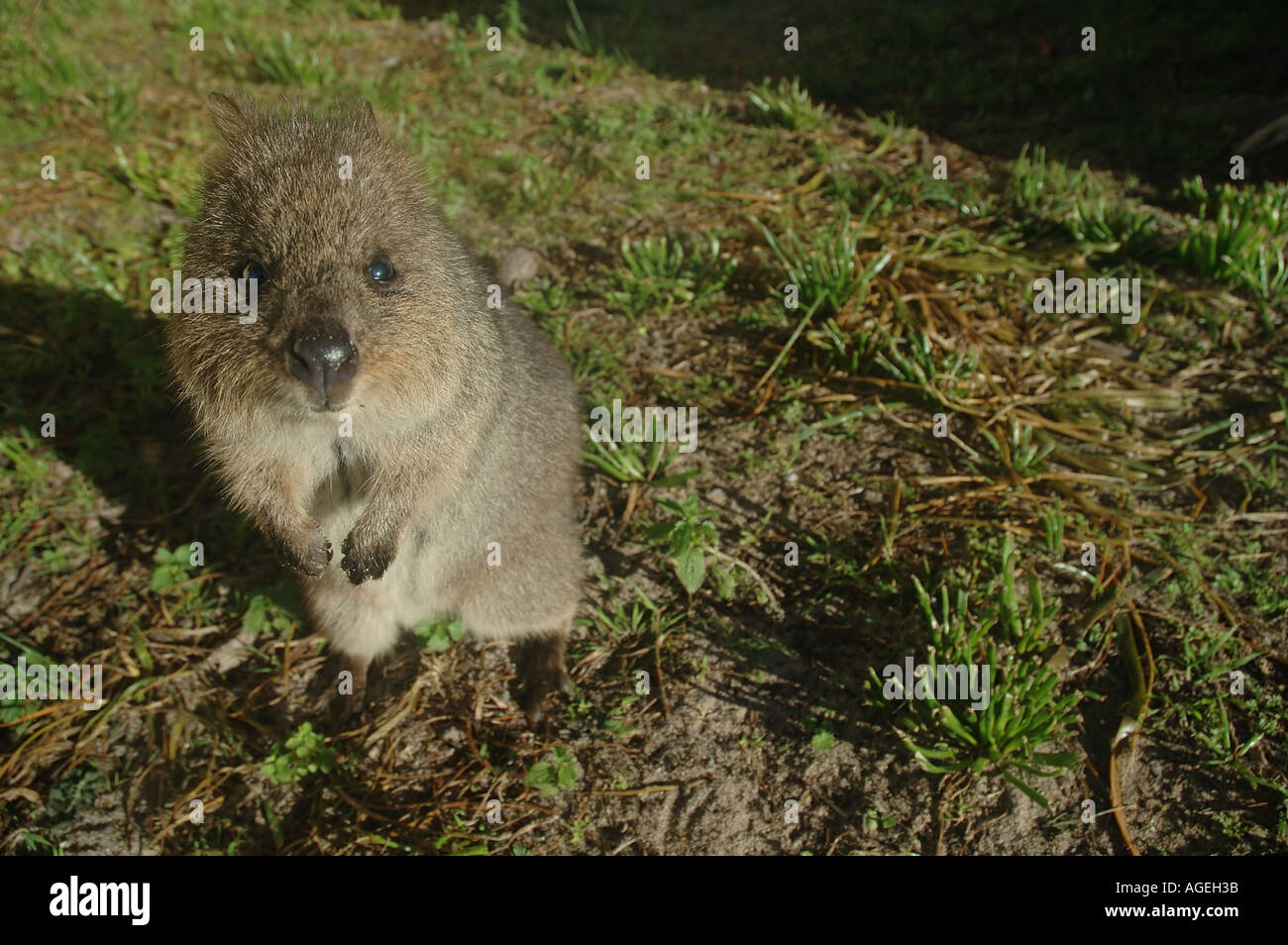 Inquisitive quokka Setonix brachyurus a unique marsupial endemic to ...