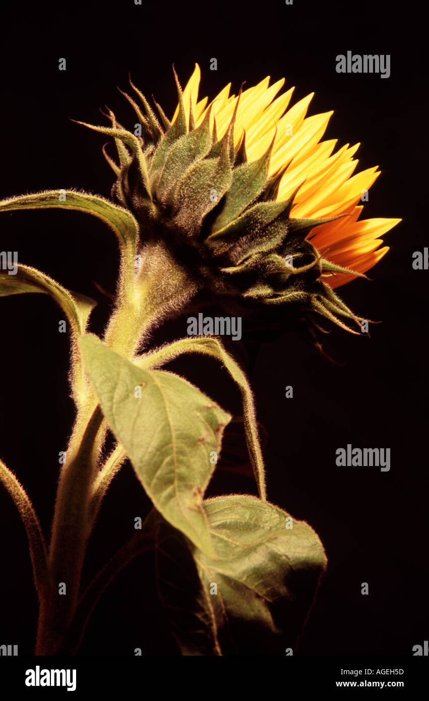 Large single sunflower head and stem facing away Stock Photo - Alamy