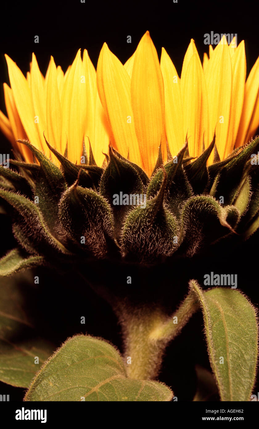 Large single sunflower head and stem facing up Stock Photo - Alamy