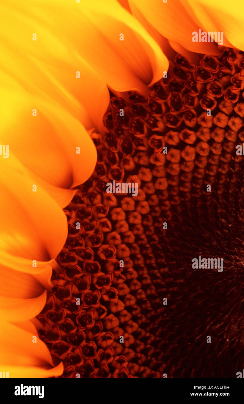 Central portion of large single sunflower head Stock Photo - Alamy