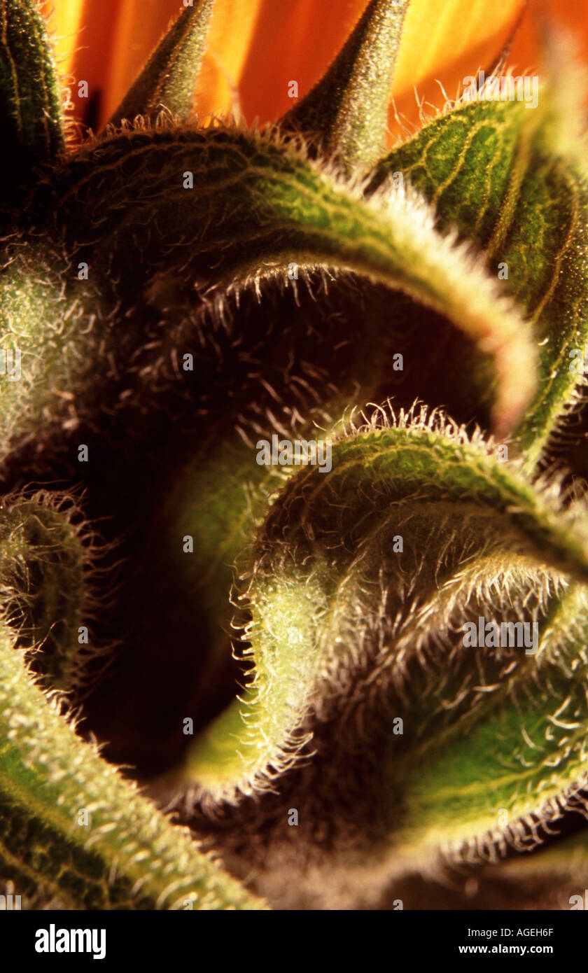 Underside of large single sunflower head Stock Photo - Alamy