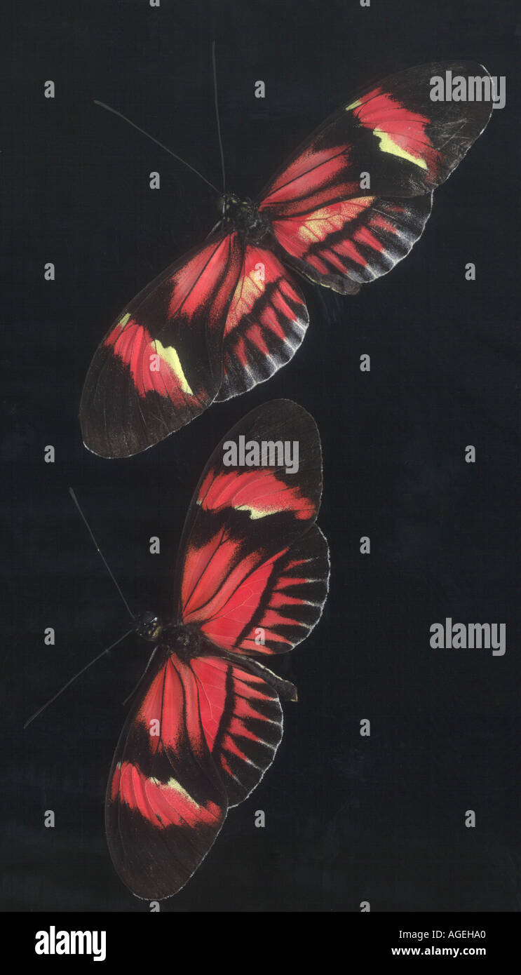 Aposematic patterns hi-res stock photography and images - Alamy