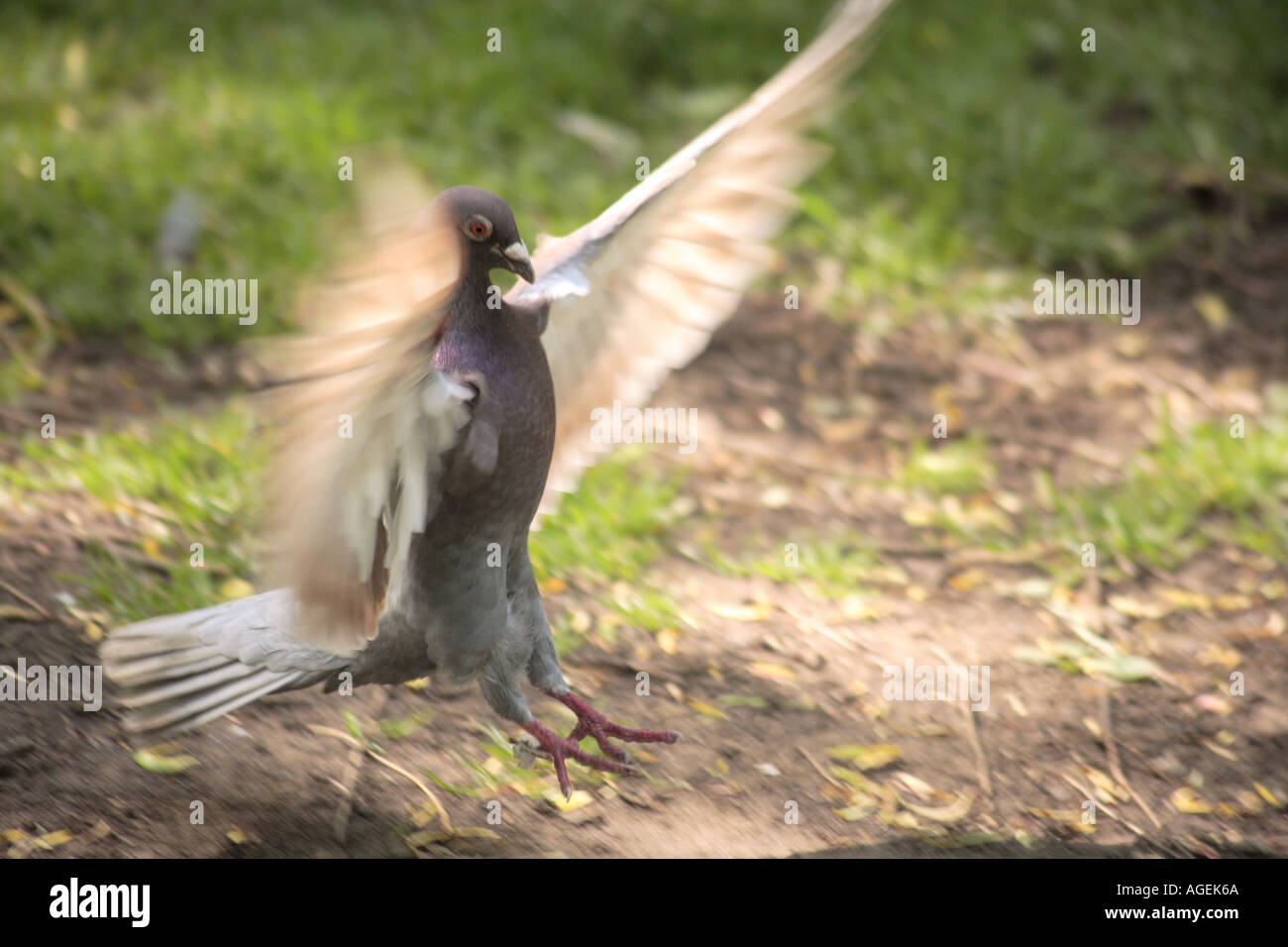 Angel and dove hi-res stock photography and images - Alamy