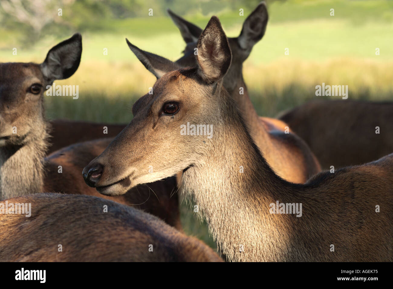 Herd deer under tree hi-res stock photography and images - Alamy