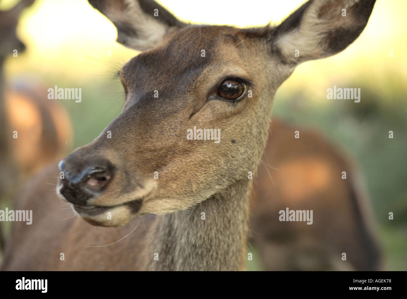 Hind at close quarters Stock Photo - Alamy