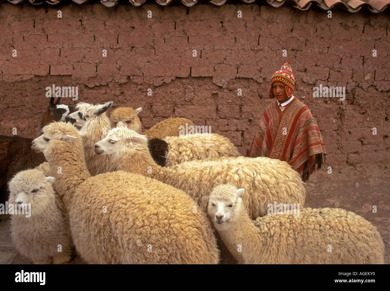 1, one, Quechua Indian boy, Quechua Indian, boy with alpaca, boy ...
