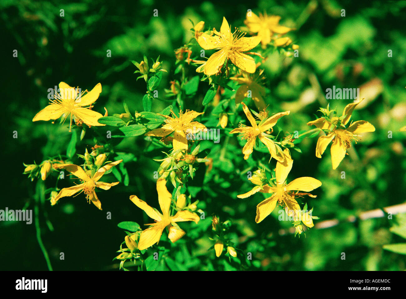 St Johns Wort yellow flower that is used as a herbal medicine Latin ...