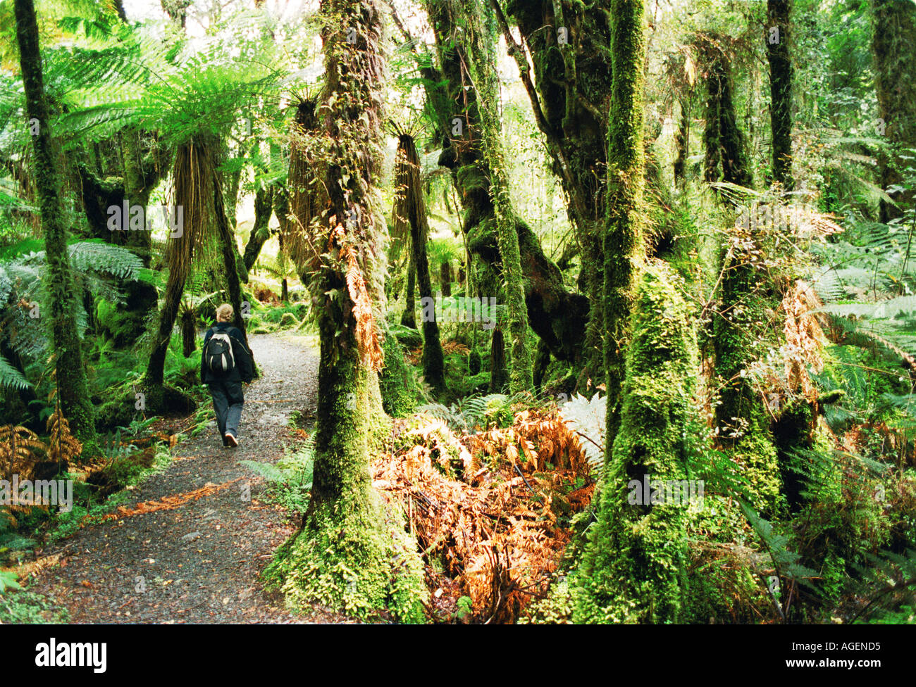 Dense cool temperated rainforest by the foot of the Fox Glacier on the ...