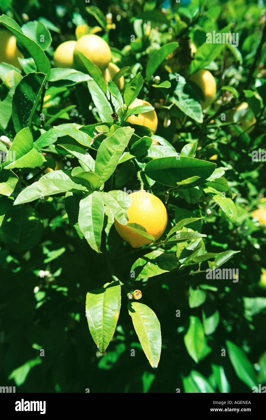 Lemon on a lemon tree in a garden in Nelson on the South Island New ...