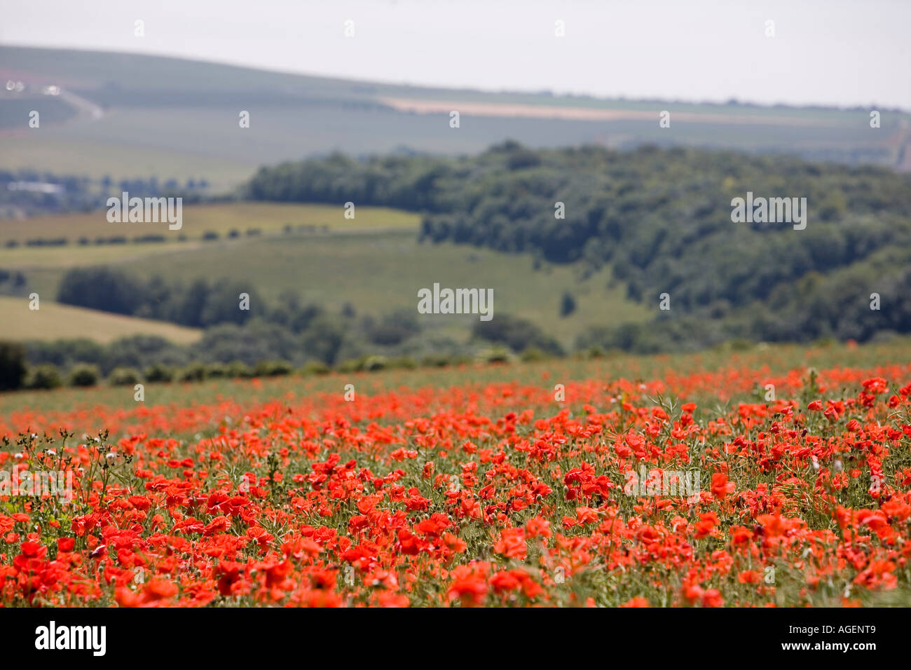 Poppies. South Downs, East Sussex England Stock Photo - Alamy