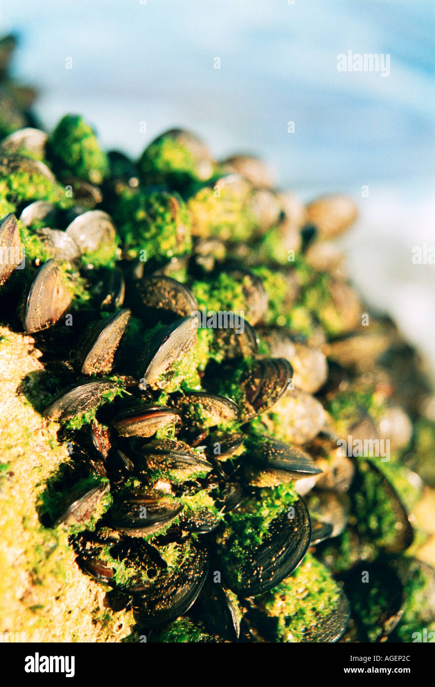 Clams growing on a rock on the beach in Albufeira on the beutiful ...