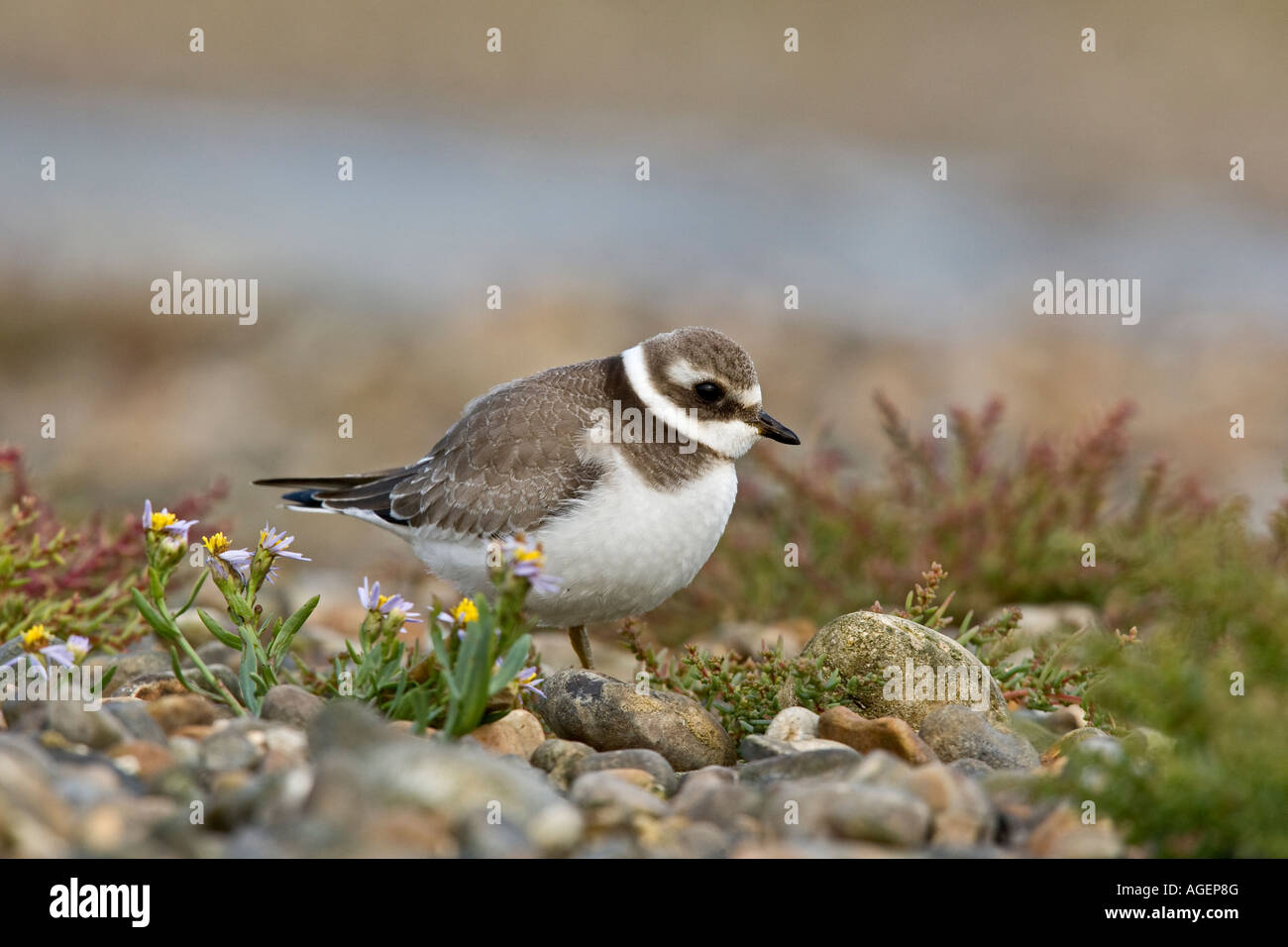 Juvenile Ringed Plover Charadrius hiaticula standing looking alert on ...