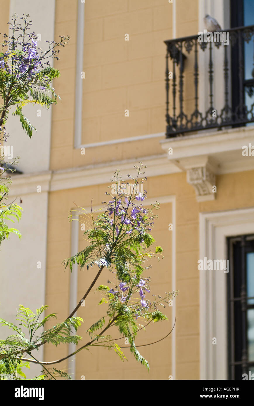 Jacaranda in front house hi-res stock photography and images - Alamy