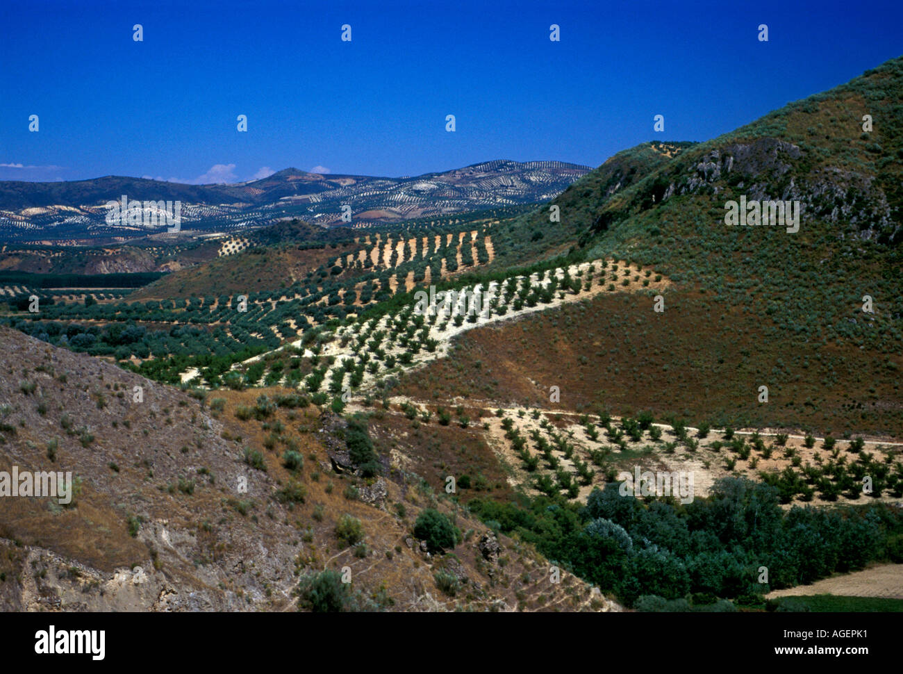 Spanish olive orchards hi-res stock photography and images - Alamy
