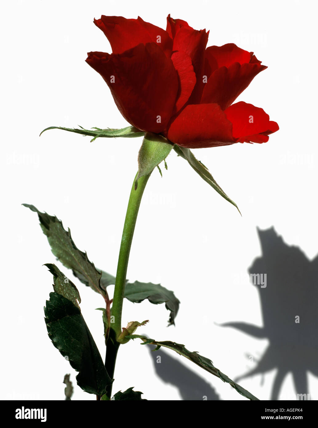 Impressive garden Cut Out Stock Images & Pictures - Alamy