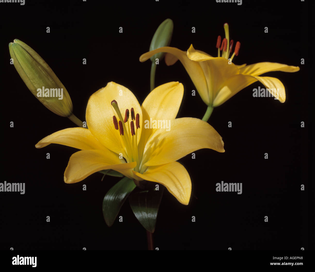 Closeup of yellow lilies Stock Photo - Alamy