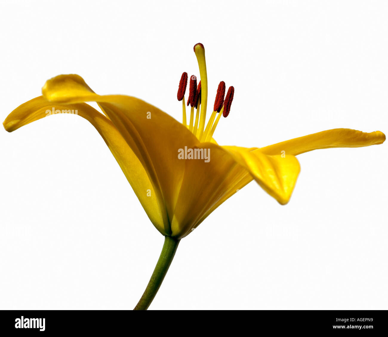 Lily flower yellow lilium Cut Out Stock Images & Pictures - Alamy