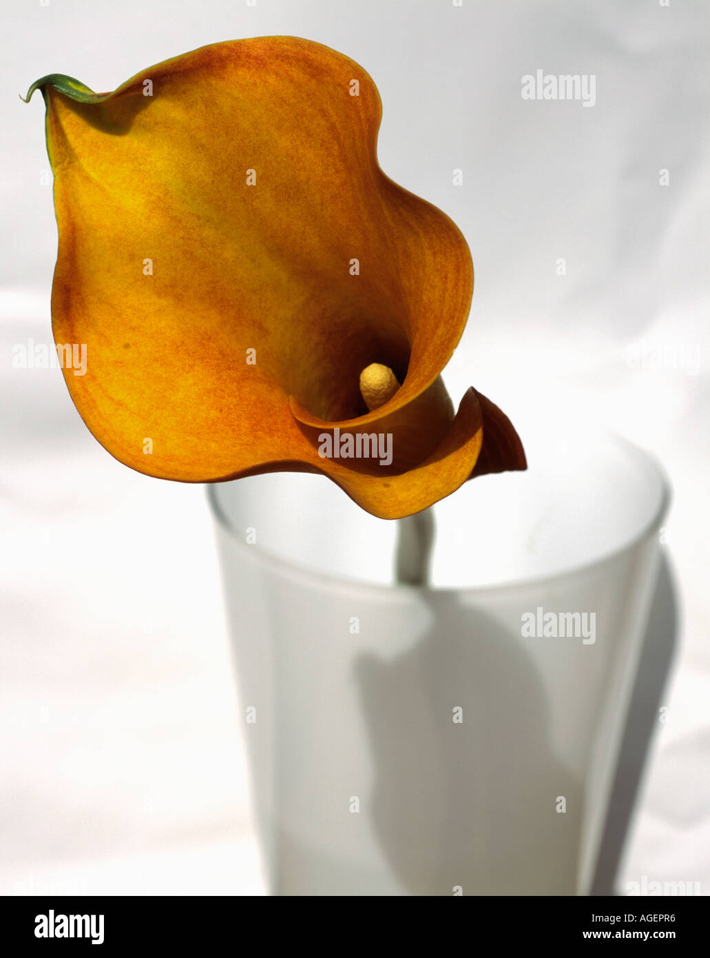 Closeup of a single Calla in a Vase Stock Photo - Alamy