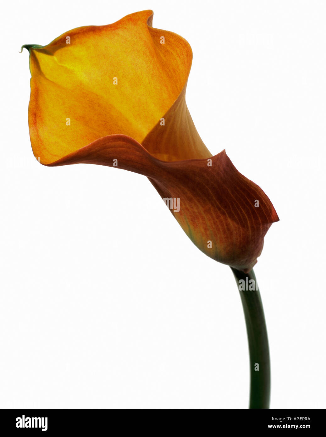Calla marsh hi-res stock photography and images - Alamy