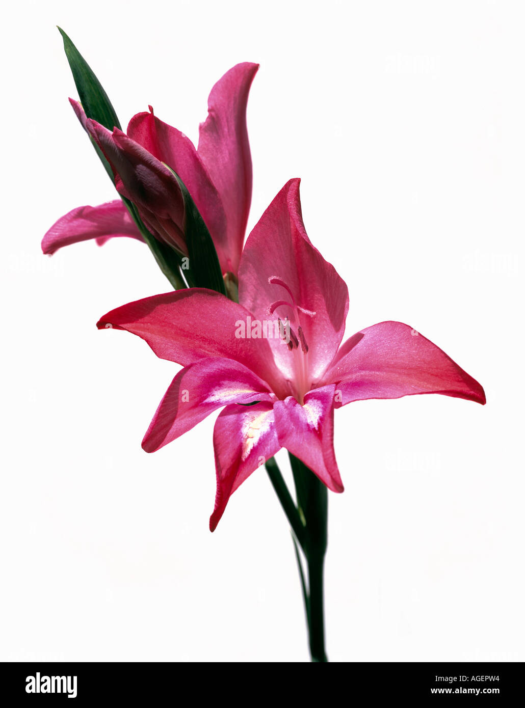 Garden gladiola hi-res stock photography and images - Alamy