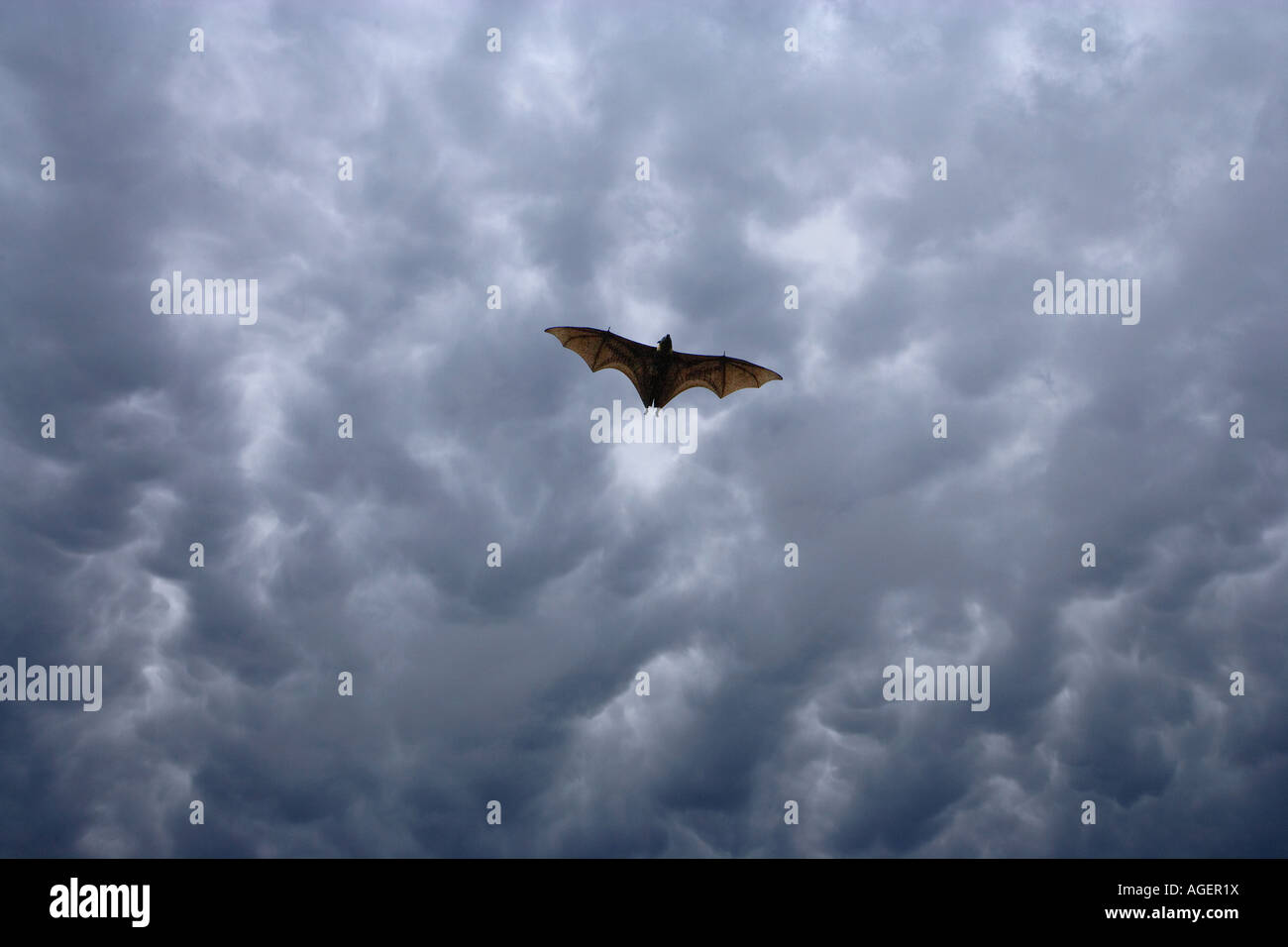 Fruit bat soaring, Papua New Guinea Stock Photo - Alamy