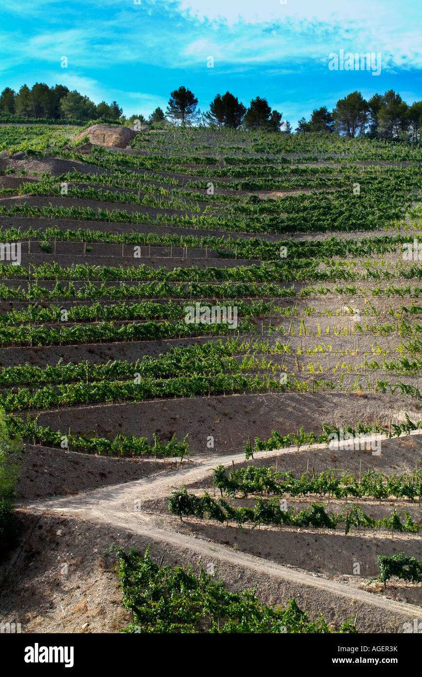 vineyards planted in stony of slate in rough ground terraces Stock ...
